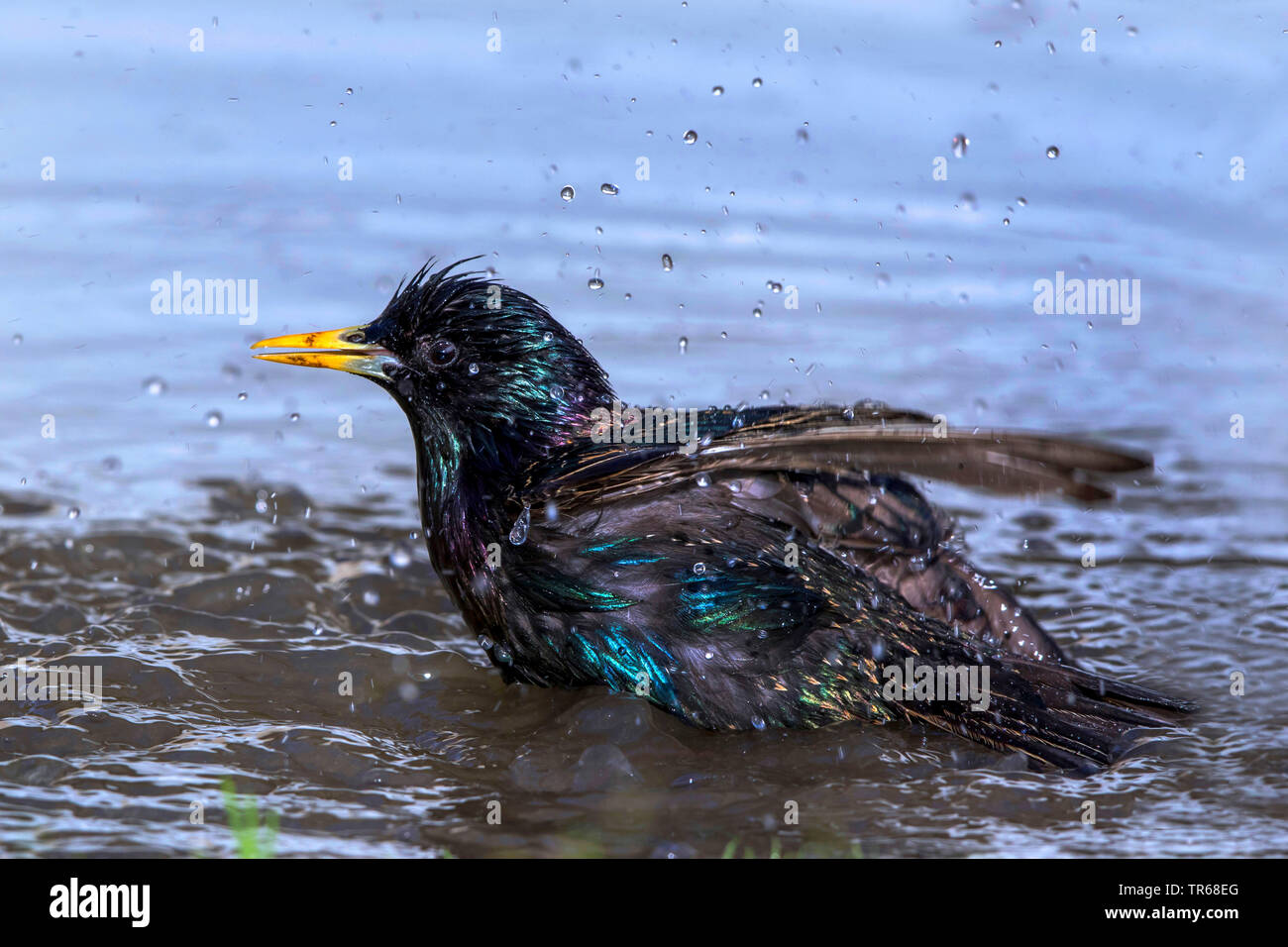 common starling (Sturnus vulgaris), bathing starling, side view ...