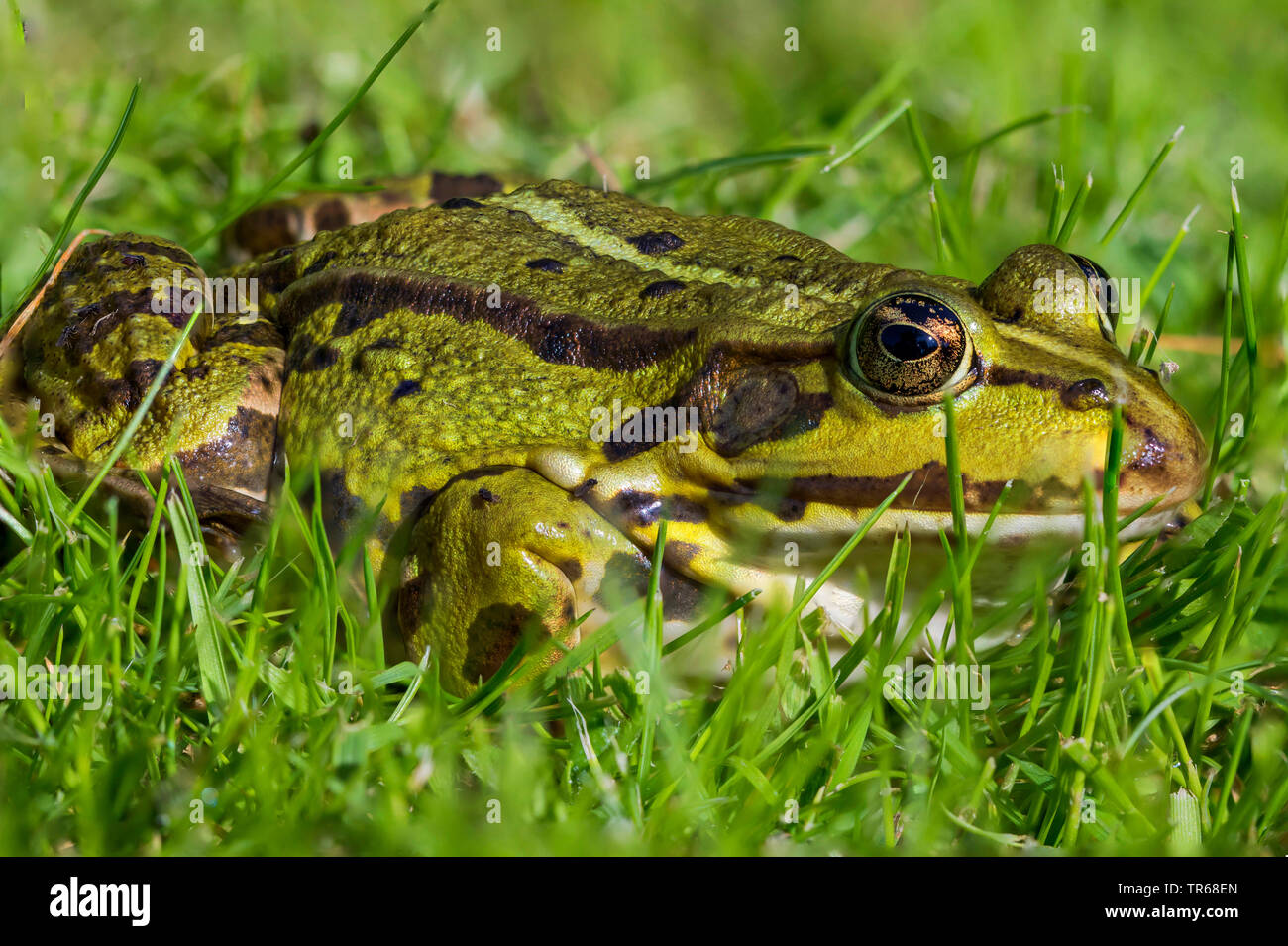 European edible frog, common edible frog (Rana kl. esculenta, Rana ...