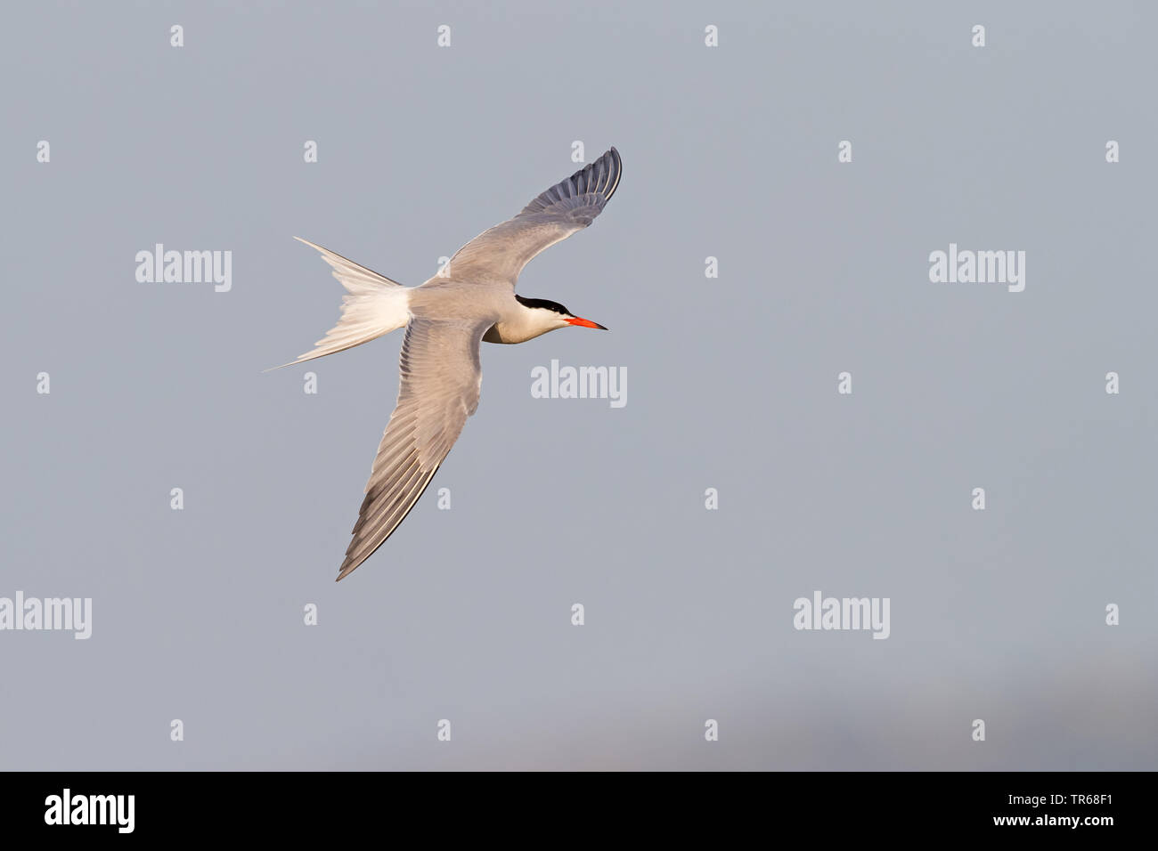 Common tern (Sterna hirundo), in flight, side view, Greece, Lesbos ...