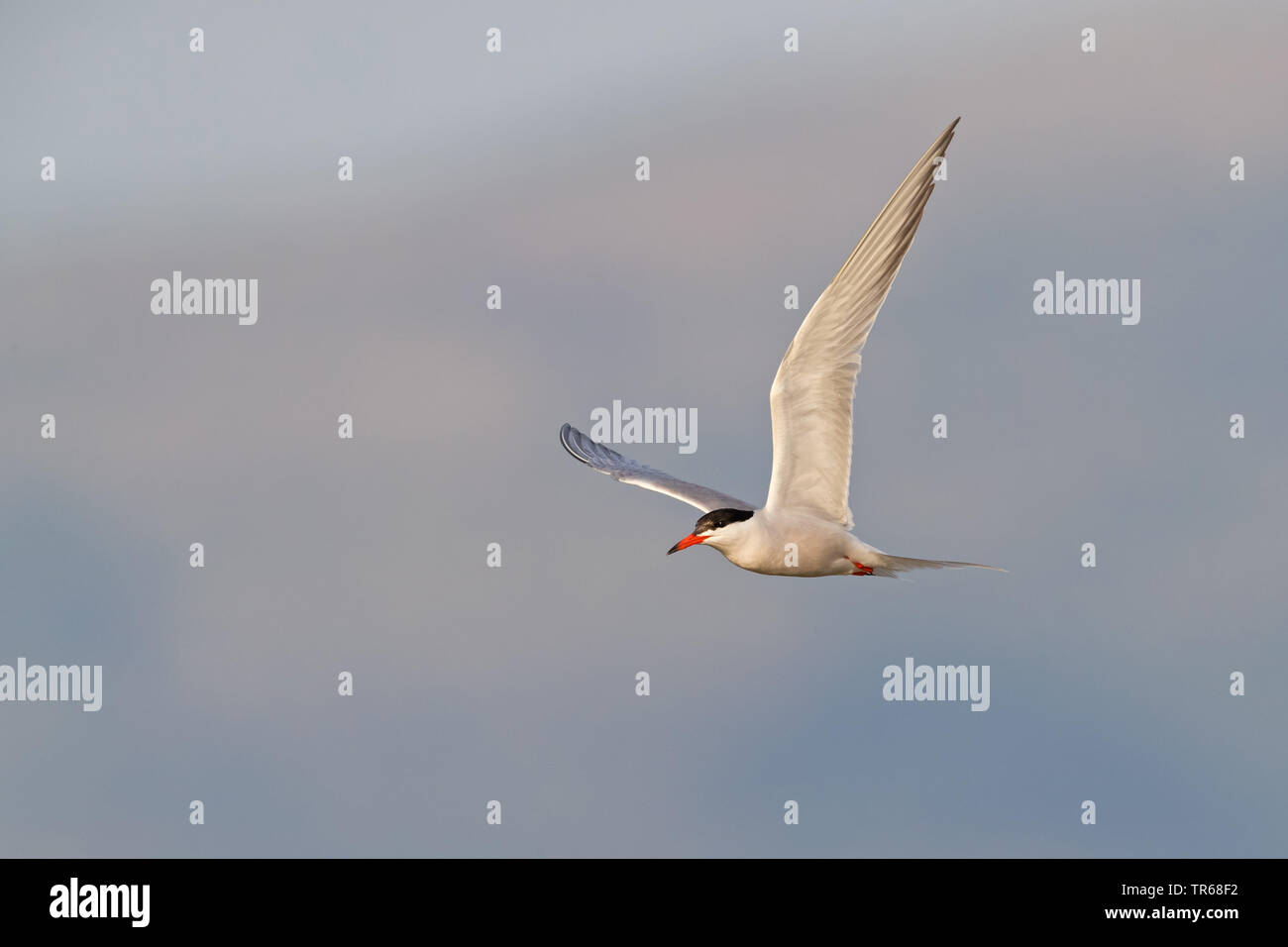 Common tern (Sterna hirundo), in flight, side view, Greece, Lesbos ...