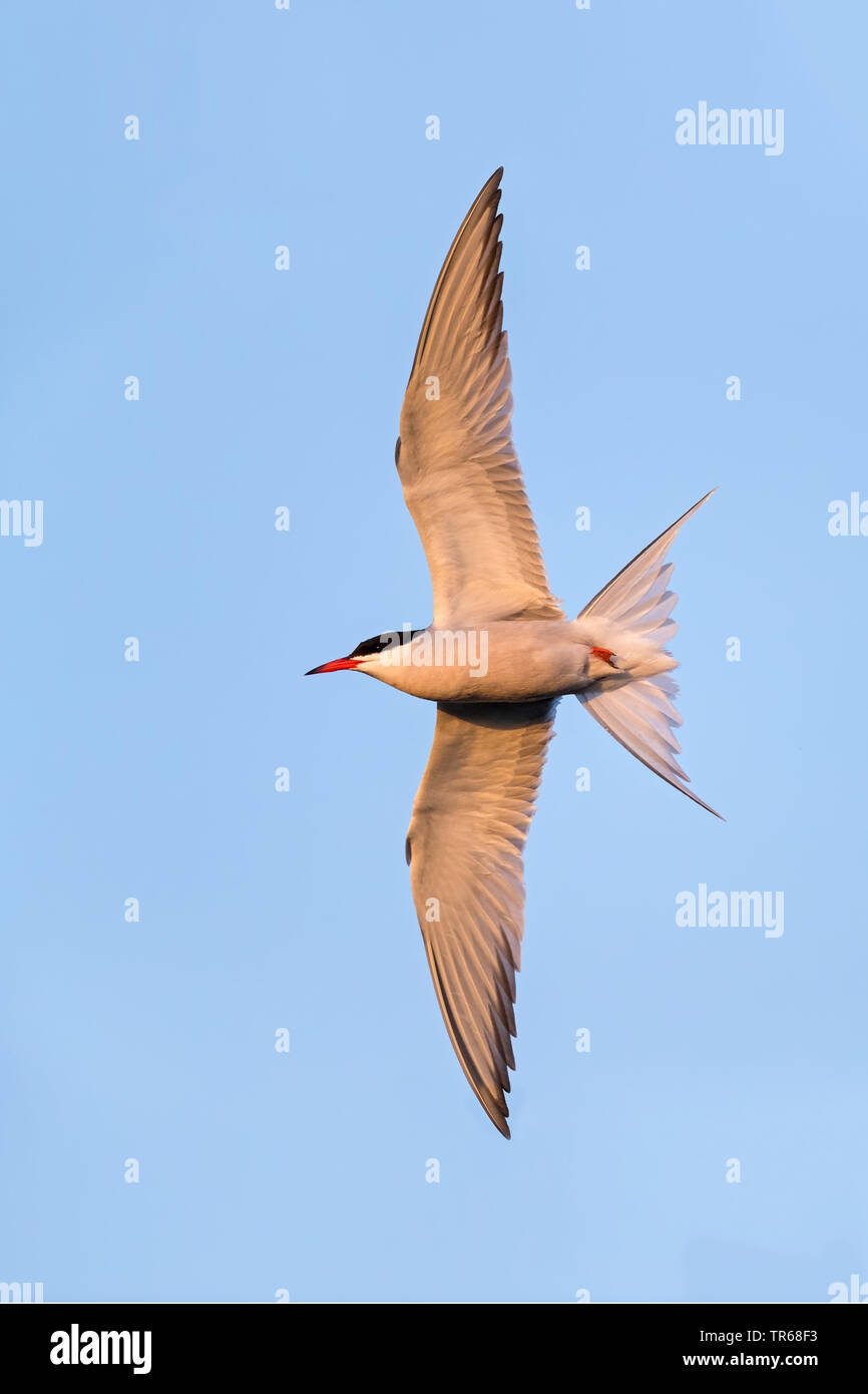 Common tern (Sterna hirundo), in flight, view from below, Greece ...