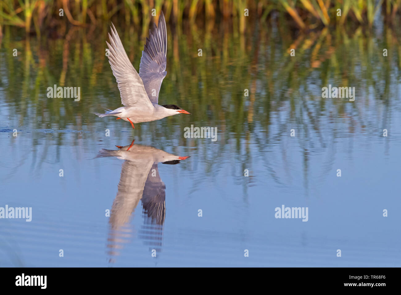 Common tern (Sterna hirundo), in flight over water, side view, Greece ...