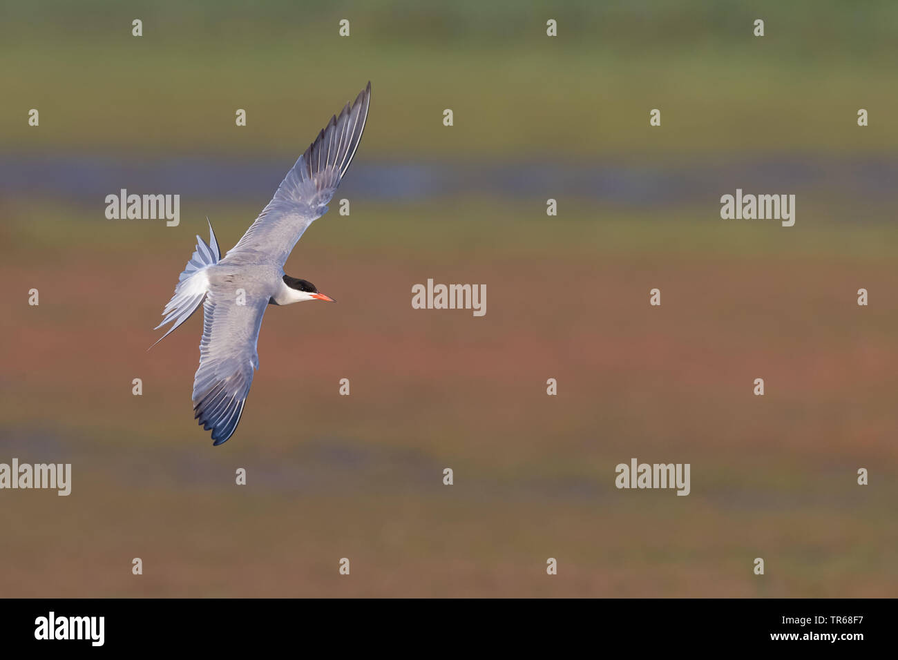 Common tern (Sterna hirundo), in flight, side view, Greece, Lesbos ...