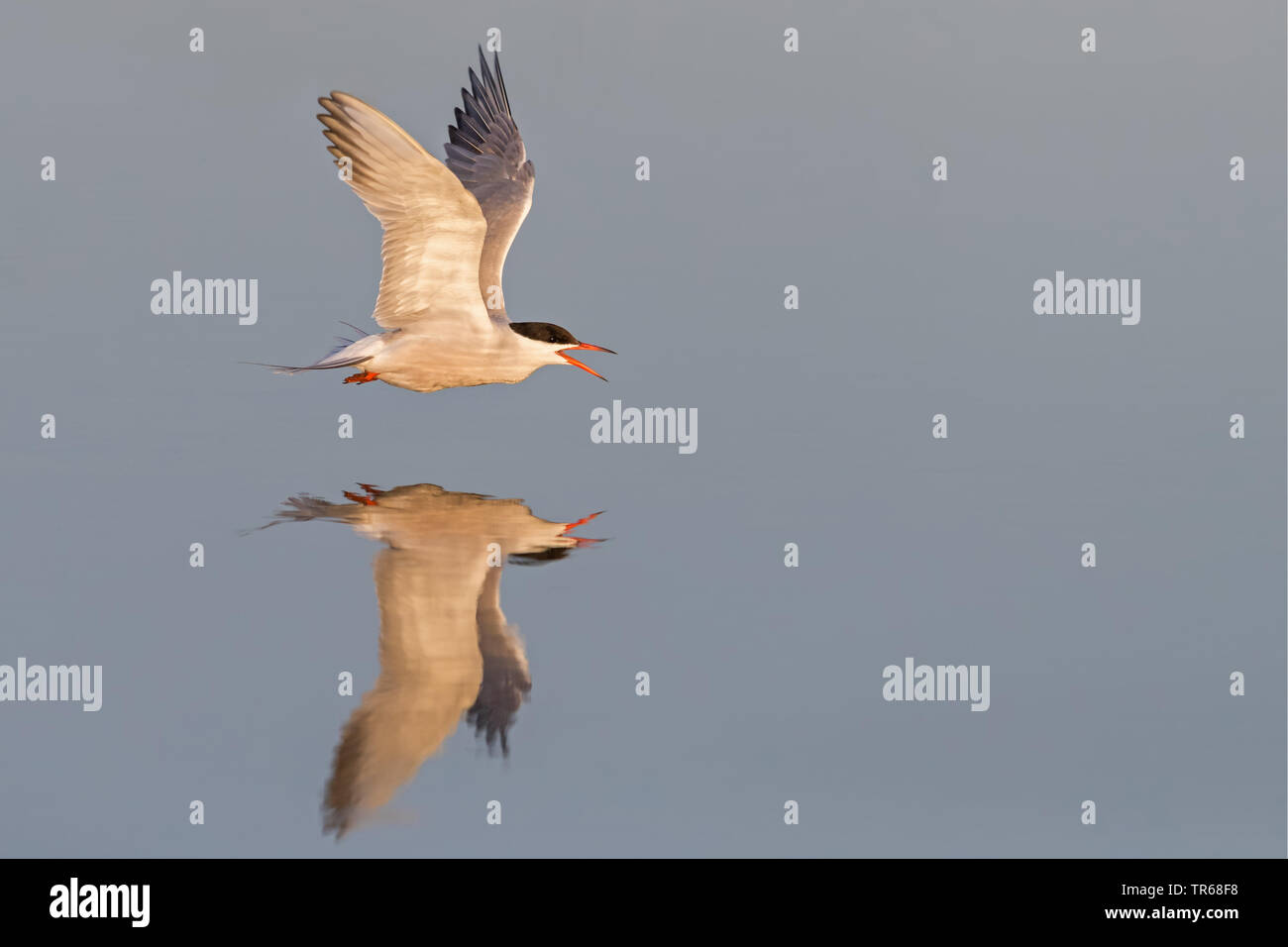 Common tern (Sterna hirundo), in flight over water, side view, Greece ...