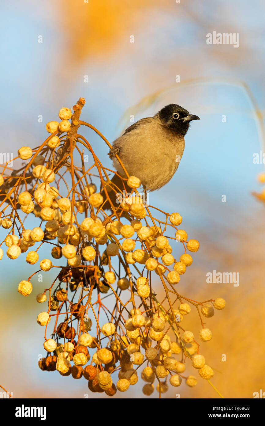 yellow-vented bulbul (Pycnonotus xanthopygos), feeding on berries ...