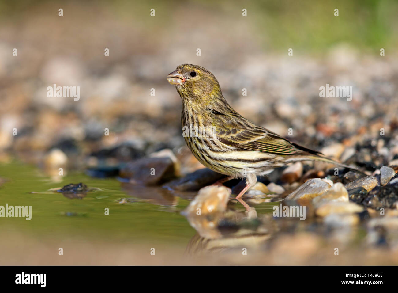 Serin finch hi-res stock photography and images - Alamy