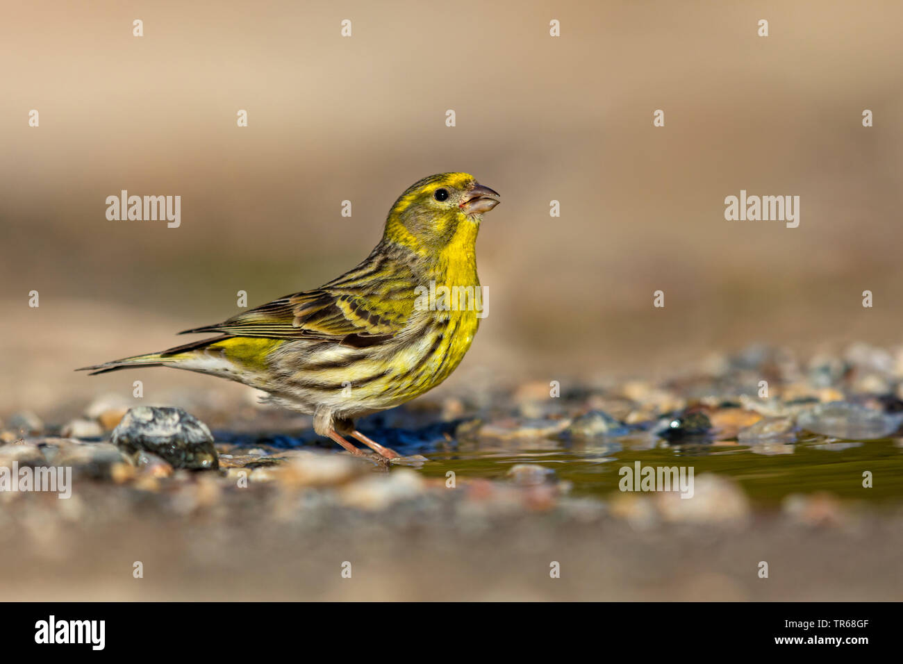 Serin High Resolution Stock Photography and Images - Alamy