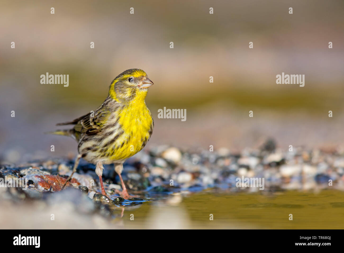 European serin (Serinus serinus), drinking, Greece, Lesbos Stock Photo ...