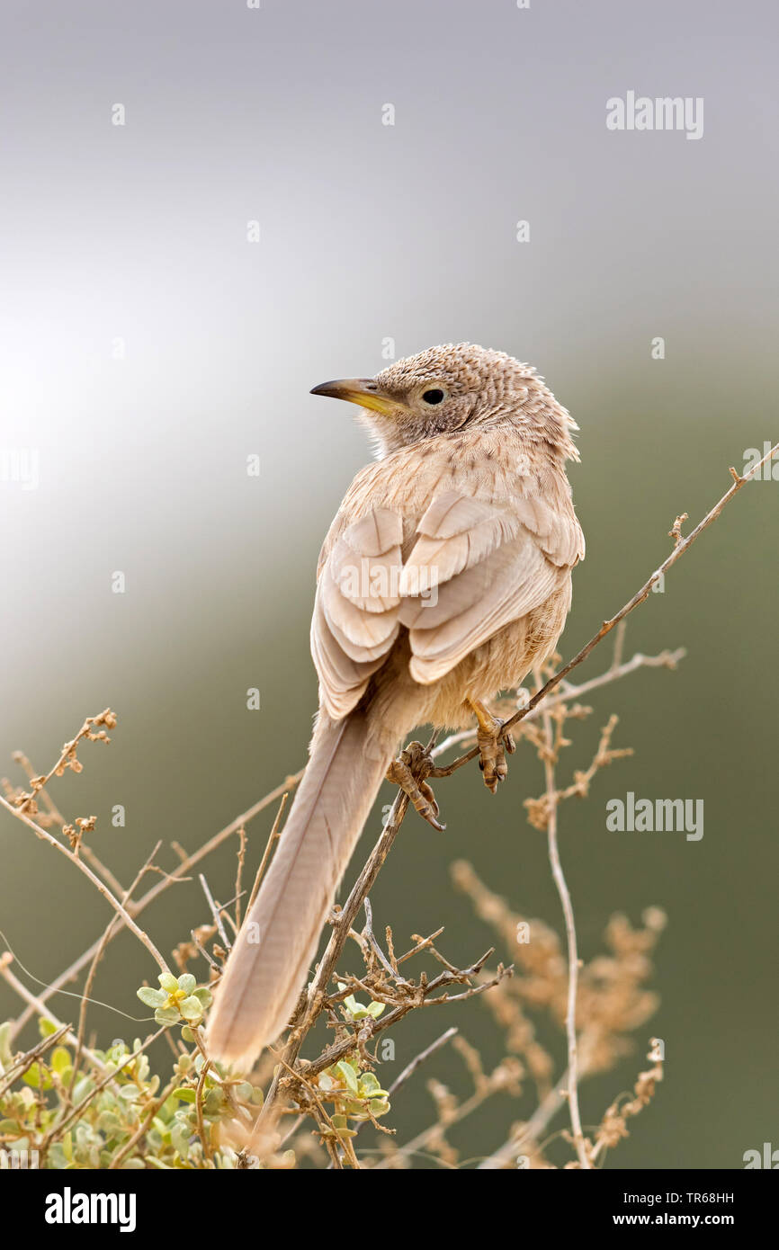 Arabian babbler (Turdoides squamiceps), sitting on a shrub, Israel ...