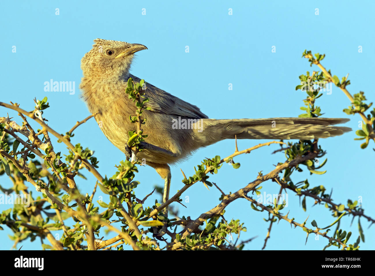Arabian babbler (Turdoides squamiceps), sitting on a briar, Israel ...