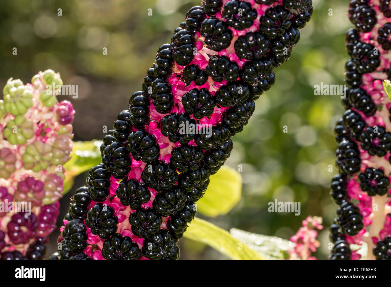 Pokeweed, Indian poke, Red-ink Plant, Indian Pokeweed (Phytolacca ...