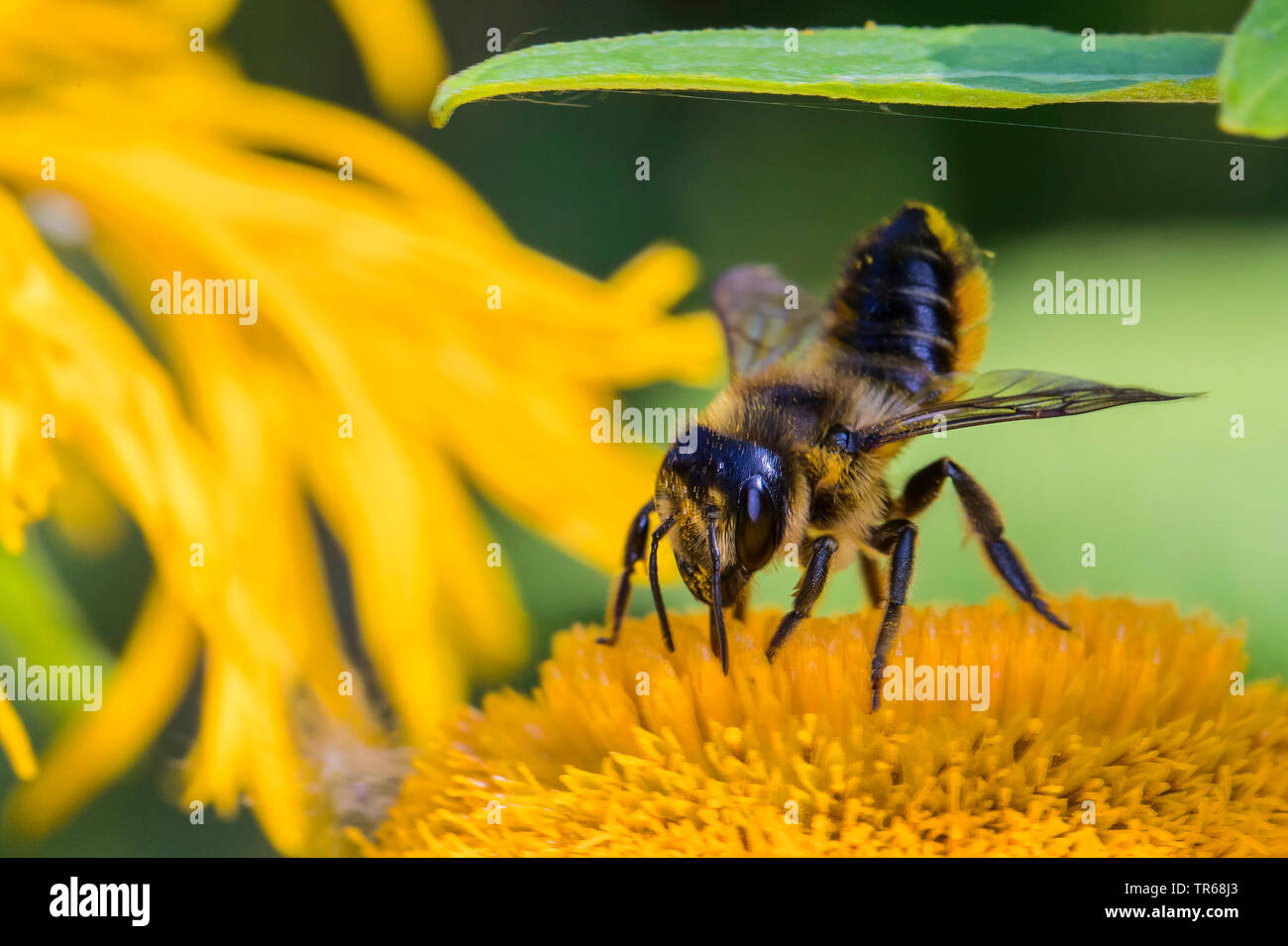 Megachile versicolor hi-res stock photography and images - Alamy
