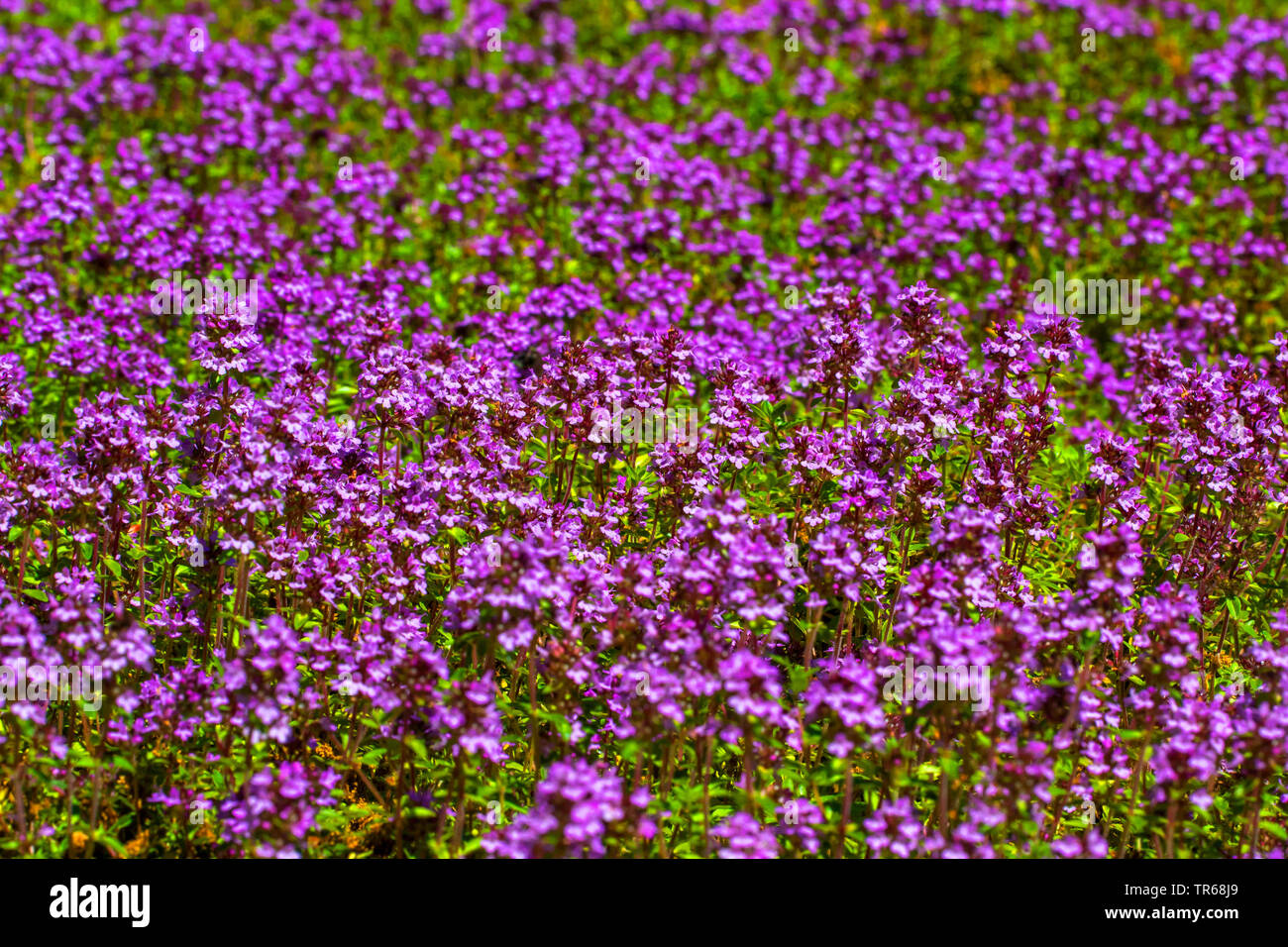Feld Thymian Stock Photos & Feld Thymian Stock Images - Alamy