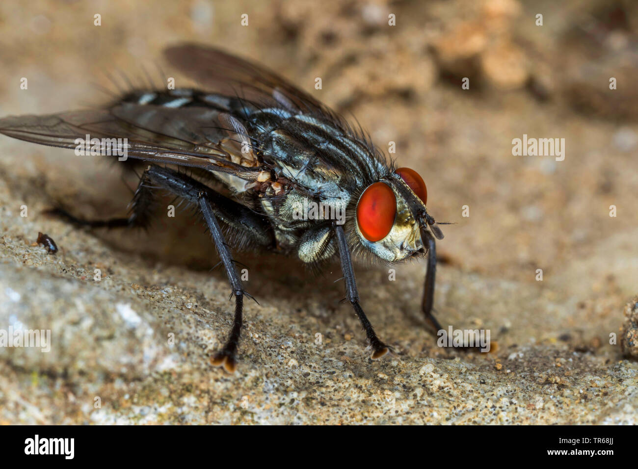Feshfly, Flesh-fly, Marbled-grey flesh fly (Sarcophaga carnaria), imago ...