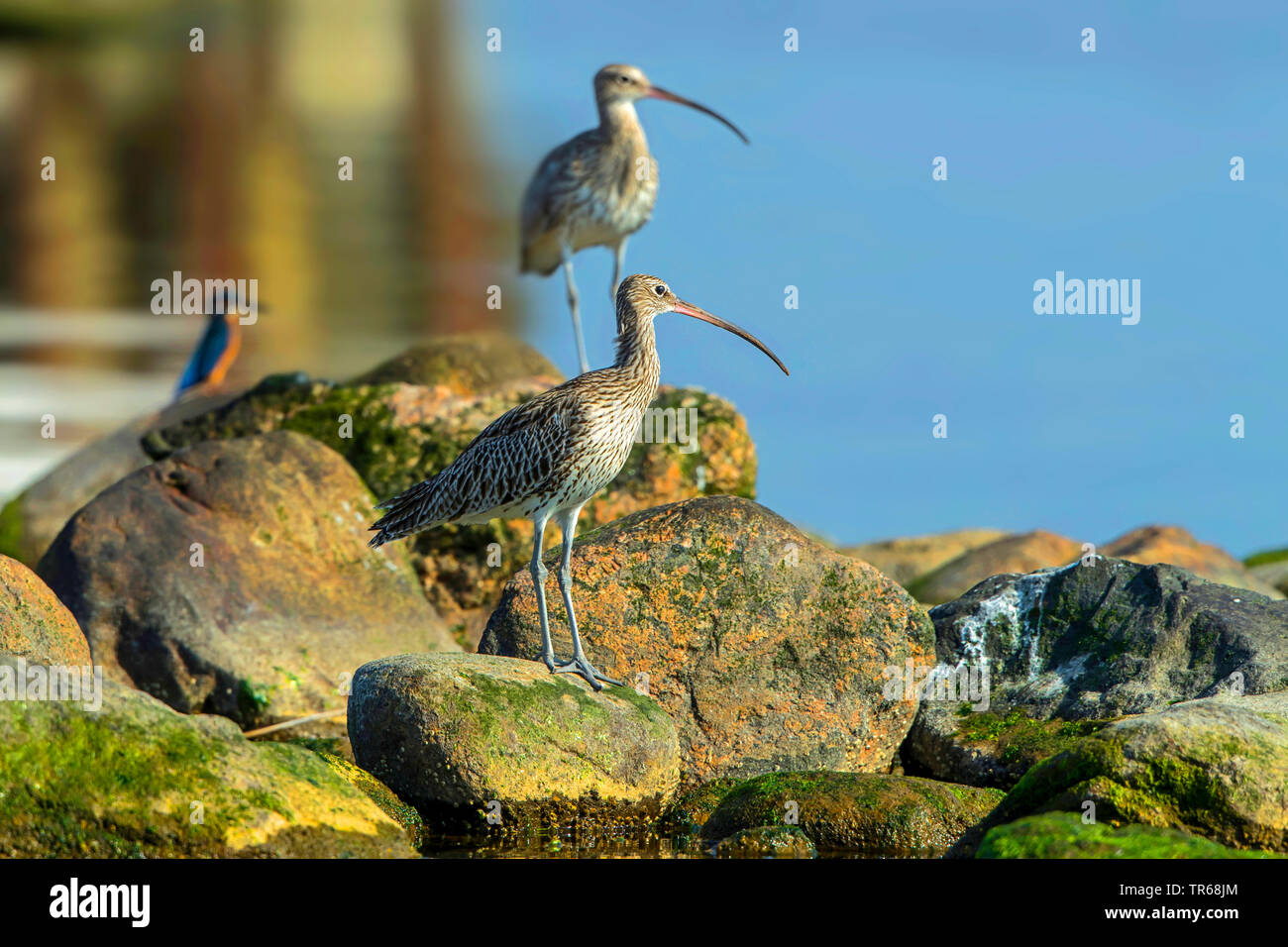 Rock curlew hi-res stock photography and images - Alamy