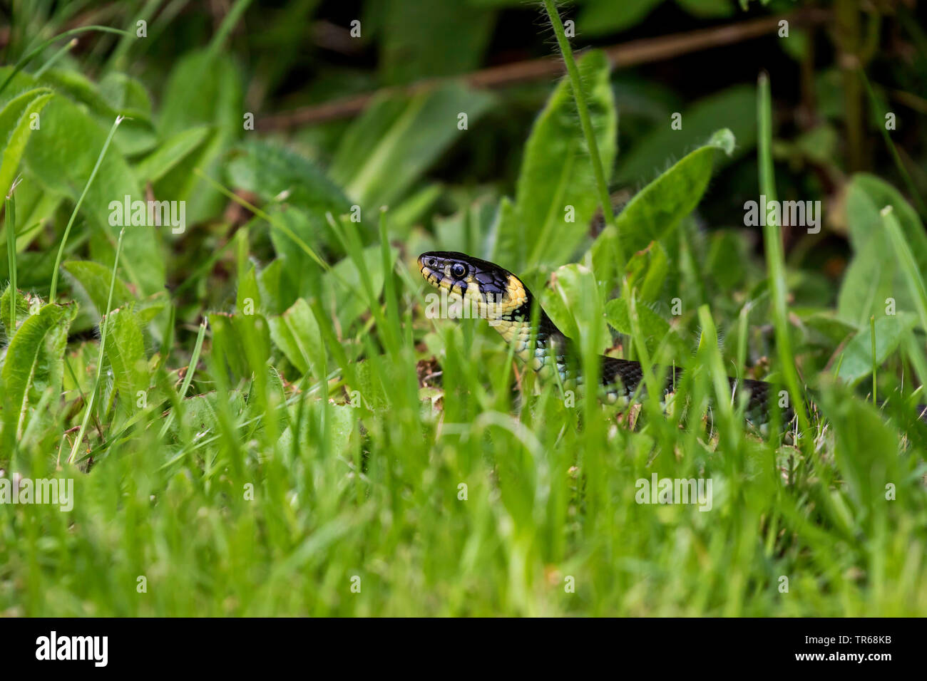 grass snake (Natrix natrix), foraging in a meadow, side view, Germany ...
