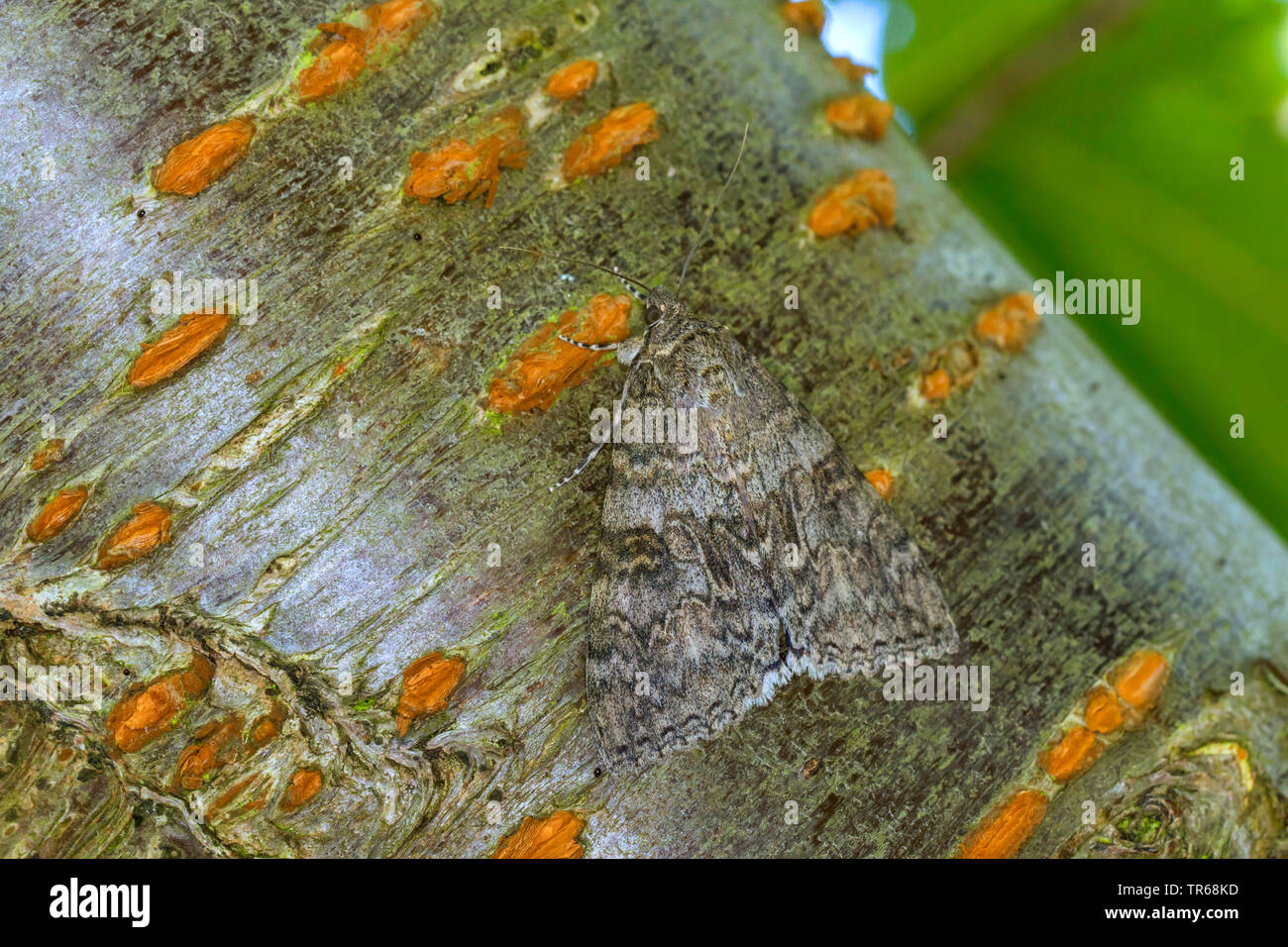 Red underwing moth hi-res stock photography and images - Alamy