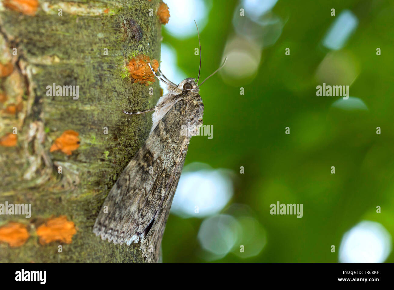 Red Underwing, Red Underwing Moth (Catocala nupta, Phalaena nupta ...