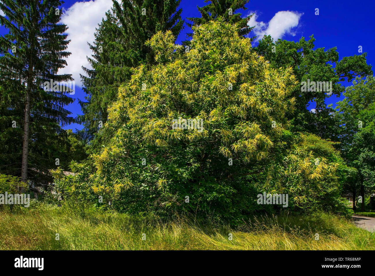 Spanish chestnut tree hi-res stock photography and images - Alamy
