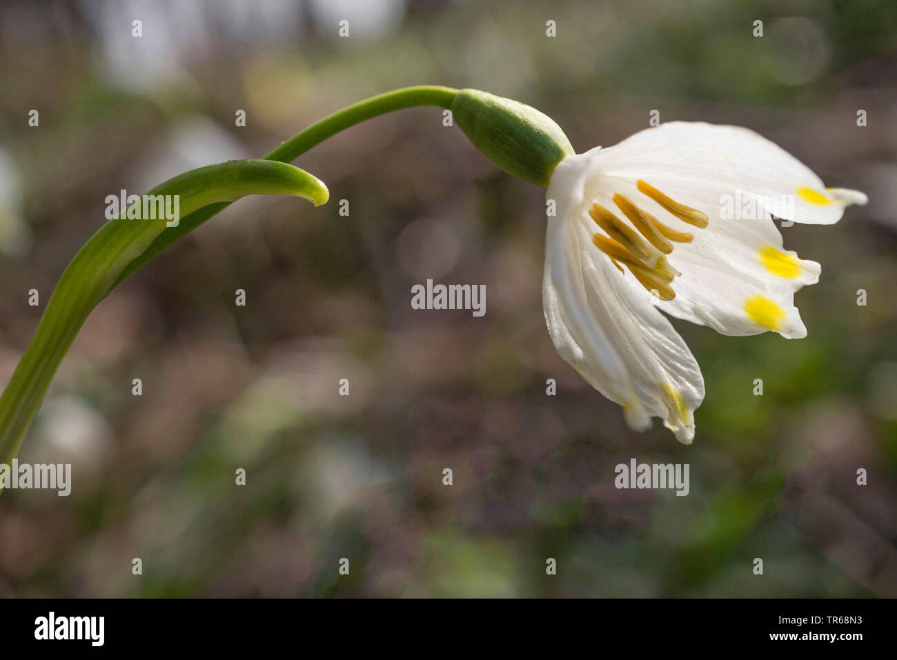 spring snowflake (Leucojum vernum), flower, Germany, Bavaria Stock ...