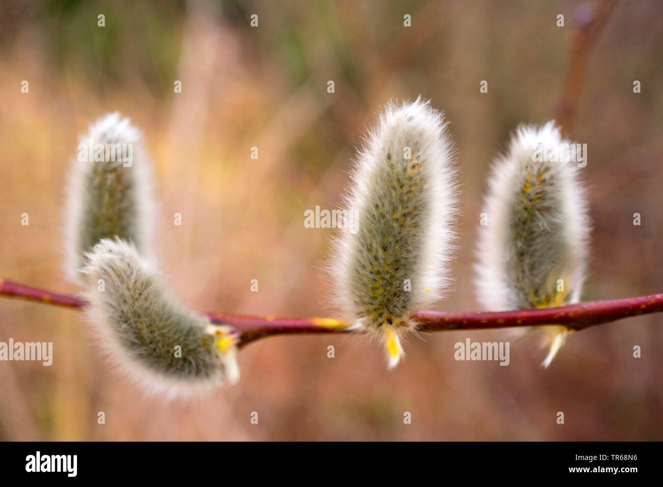 willow, osier (Salix spec.), male catkins in bud, Germany, Bavaria ...