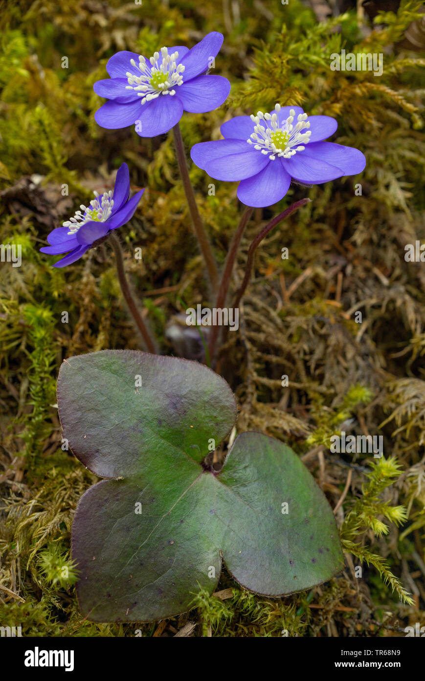 Hepatica liverleaf, American liverwort (Hepatica nobilis, Anemone ...