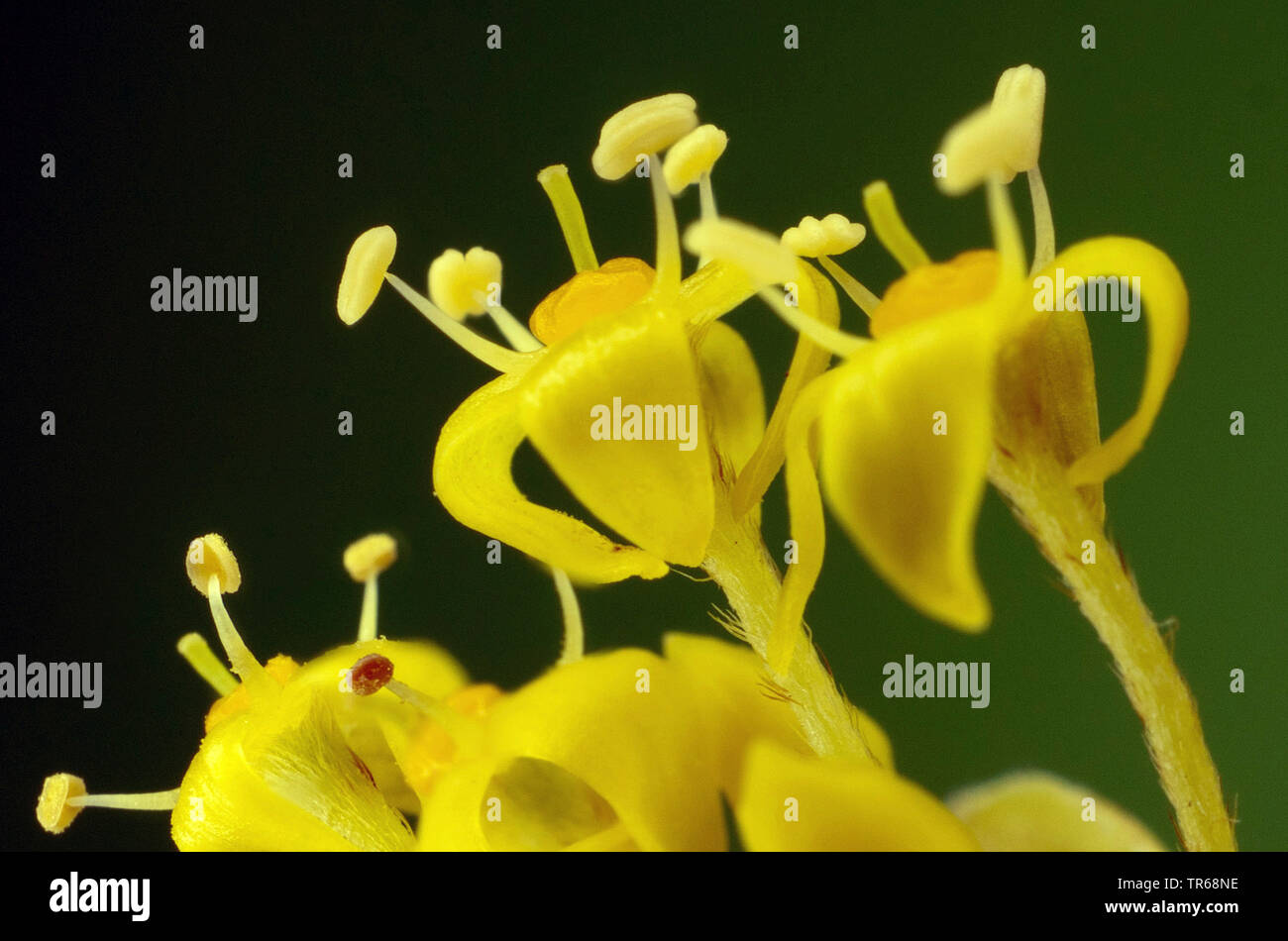 cornelian cherry wood (Cornus mas), flowers, Germany, Bavaria Stock ...