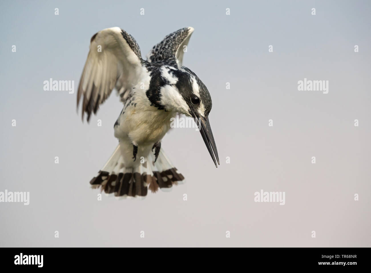 Flying kingfishers hi-res stock photography and images - Alamy