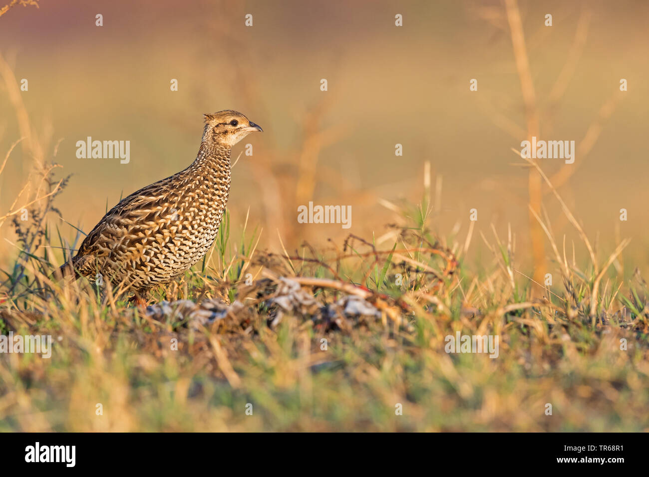 black partridge (Francolinus francolinus), on the ground, Israel Stock ...