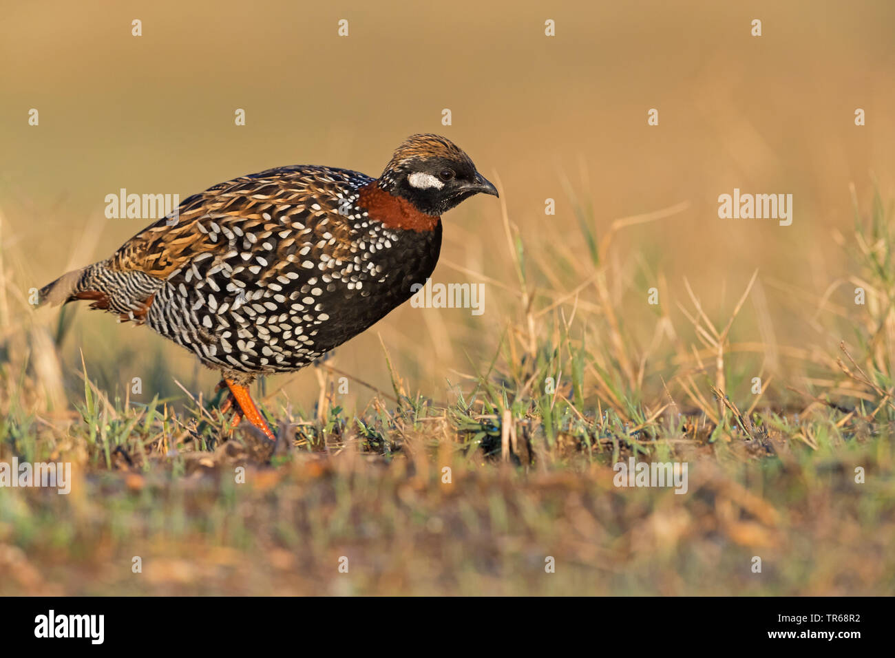 black partridge (Francolinus francolinus), on the ground, Israel Stock ...