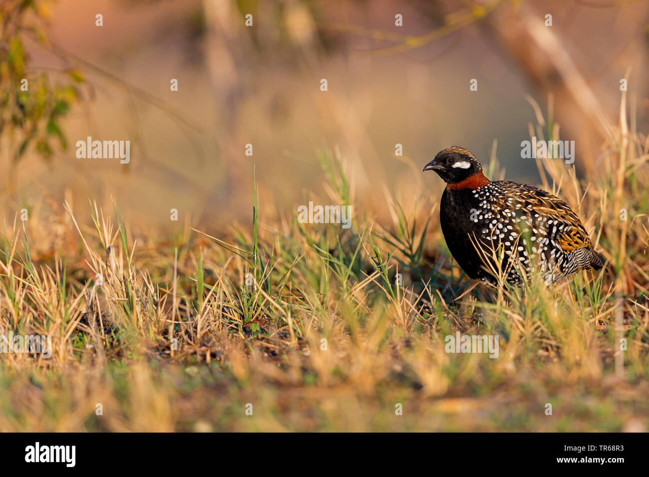 Black partridge (francolinus francolinus) hi-res stock photography and ...