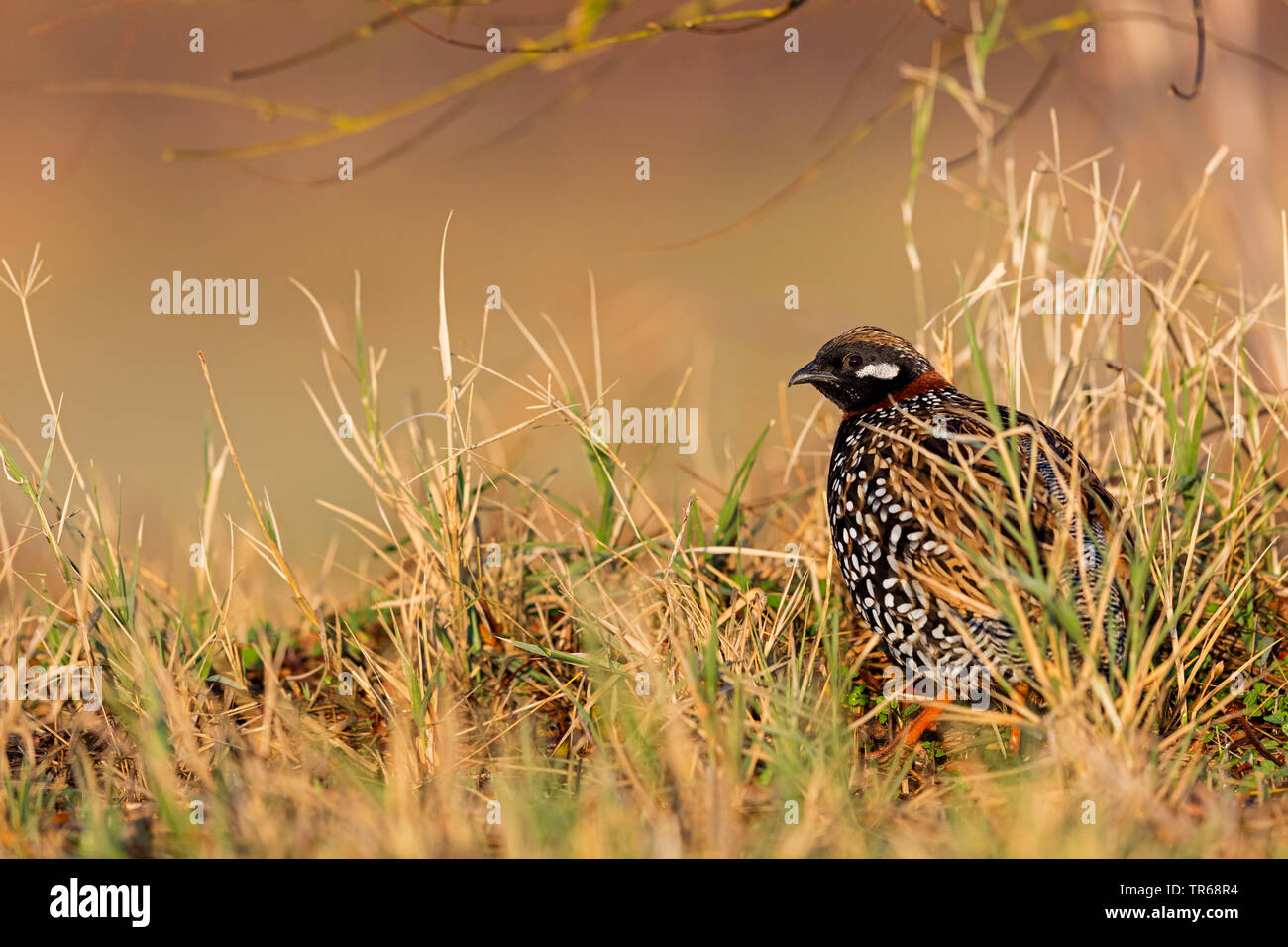 black partridge (Francolinus francolinus), on the ground, Israel Stock ...