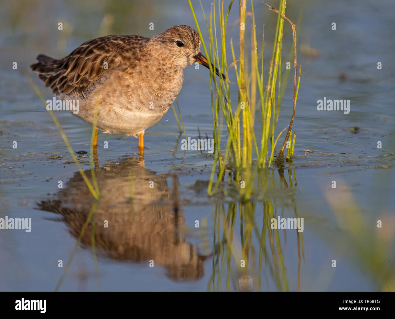 Ruff In Water High Resolution Stock Photography and Images - Alamy
