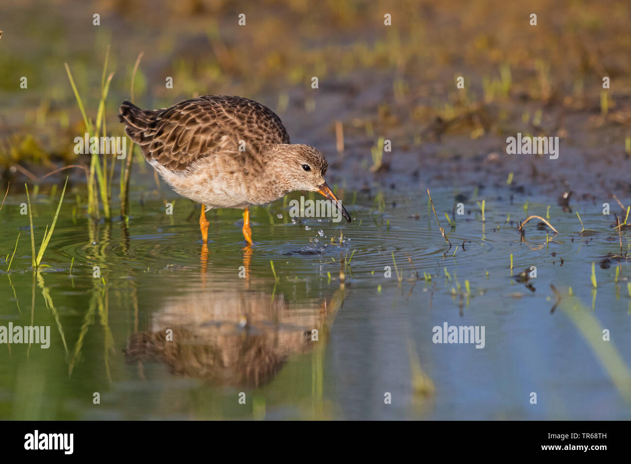 Ruff water bird hi-res stock photography and images - Alamy