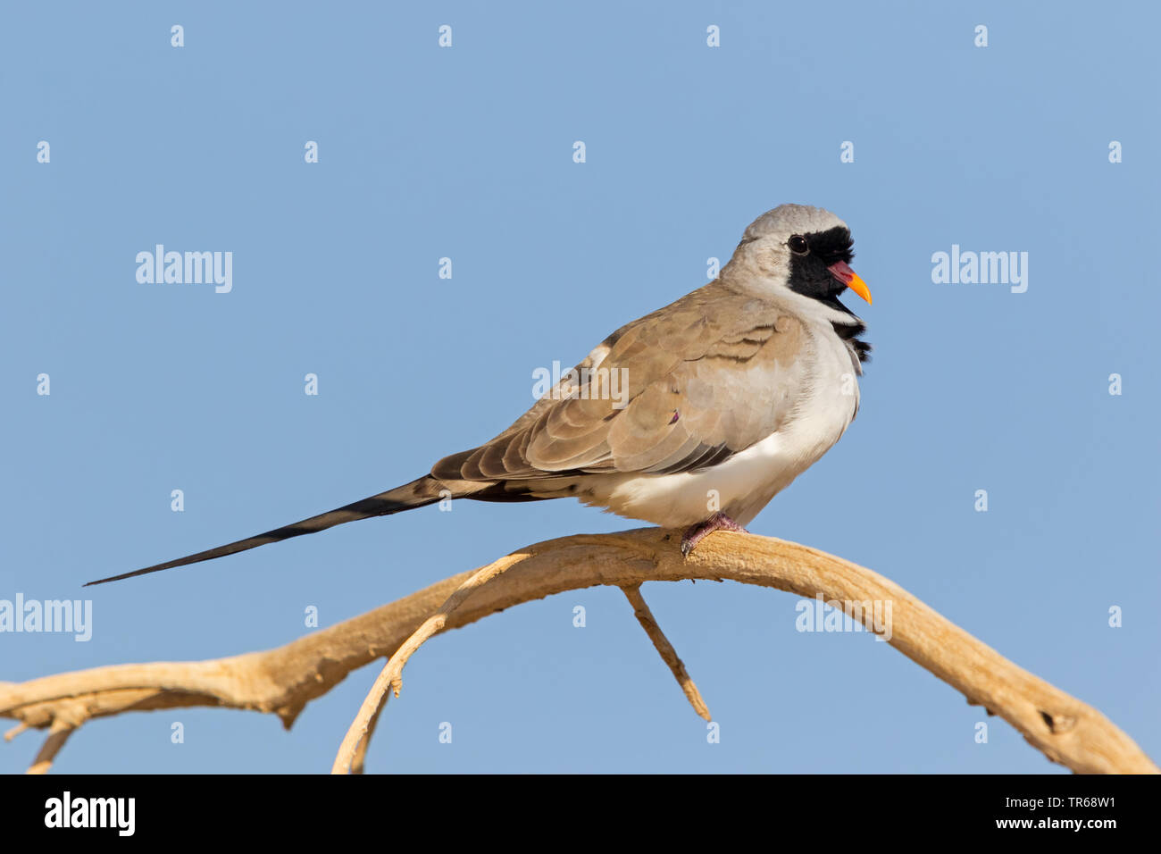 namaqua dove (Oena capensis), on a branch, Israel Stock Photo - Alamy