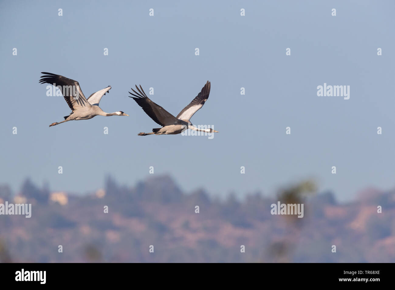 Crane with wings spread hi-res stock photography and images - Alamy
