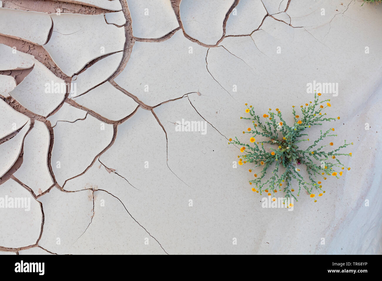 Israel native plant hi-res stock photography and images - Alamy