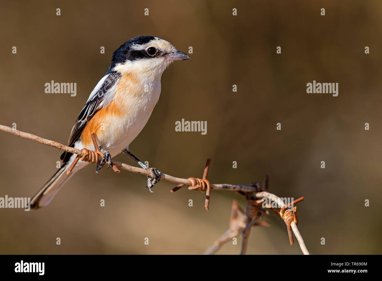 masked shrike (Lanius nubicus), on barbwire, Israel Stock Photo - Alamy