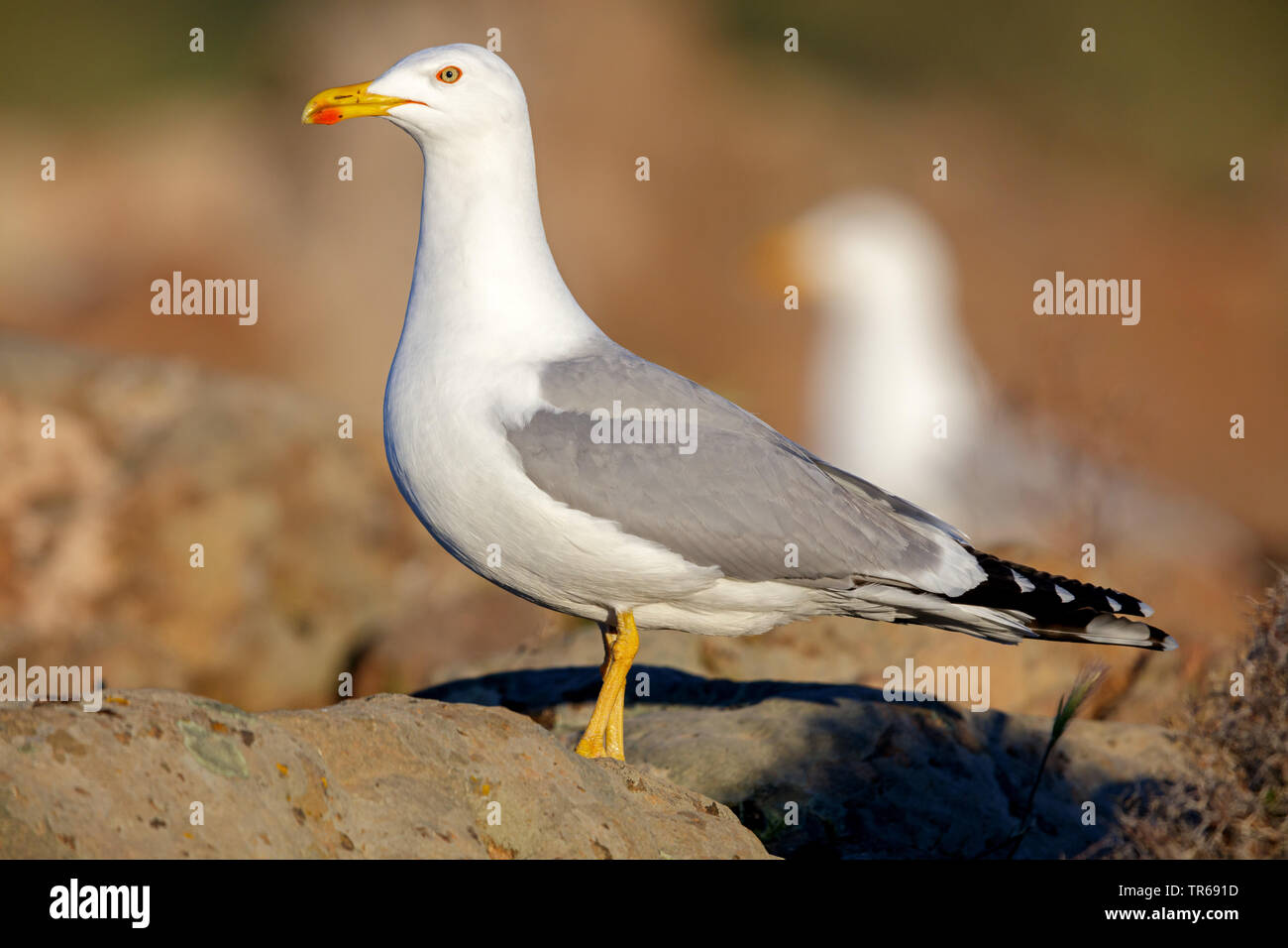 Yellow-legged Gull (Larus michahellis, Larus cachinnans michahellis ...