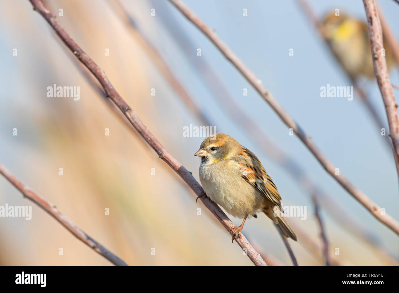 dead sea sparrow (Passer moabiticus), female sitting on a branch ...