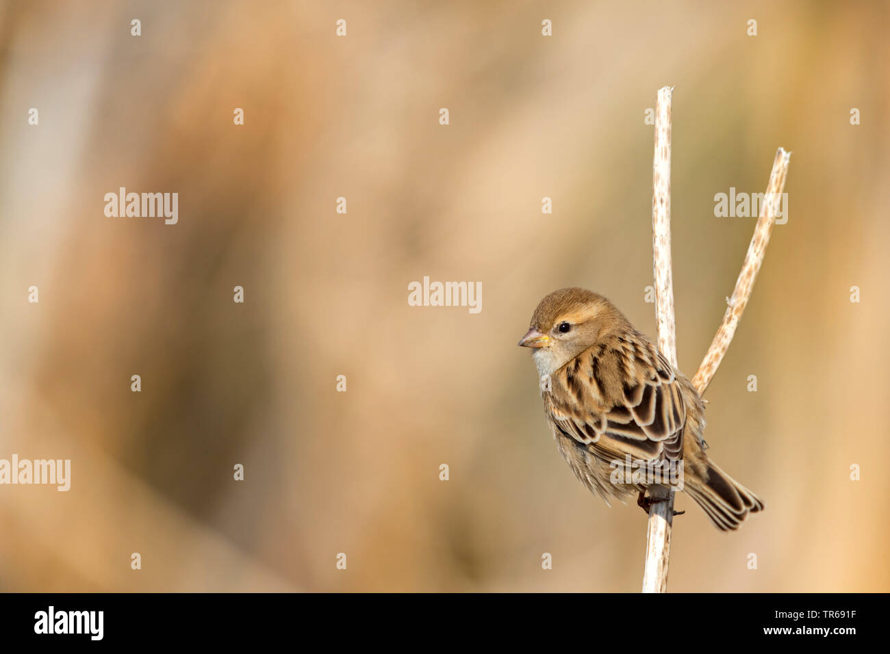 dead sea sparrow (Passer moabiticus), female sitting on a branch ...