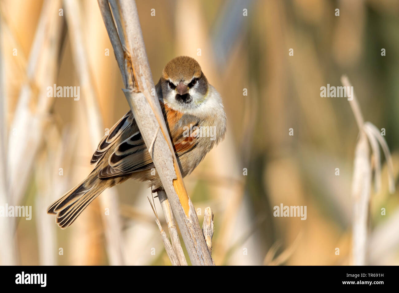dead sea sparrow (Passer moabiticus), male sitting on a branch, Israel ...