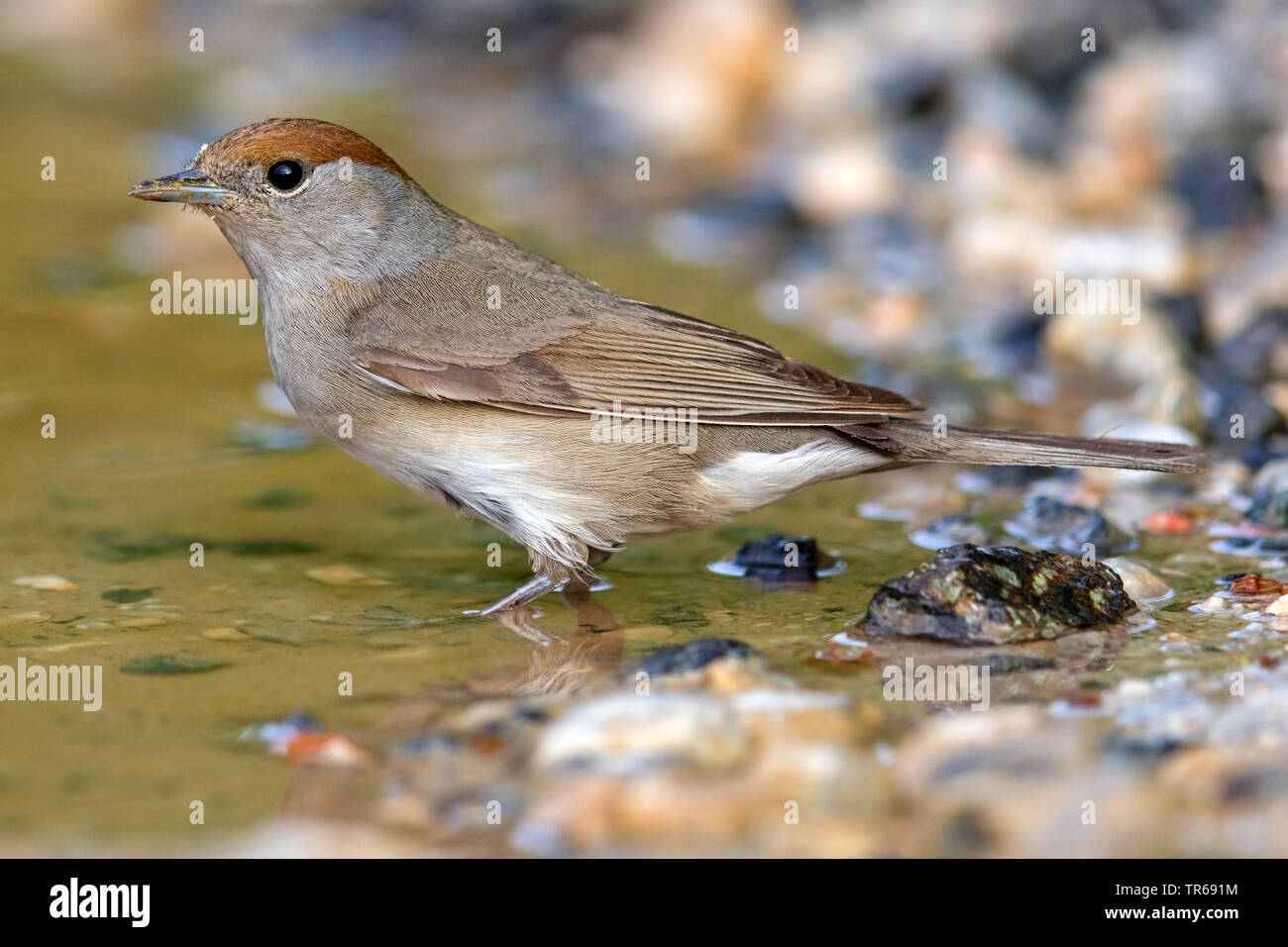 Female blackcap hi-res stock photography and images - Alamy