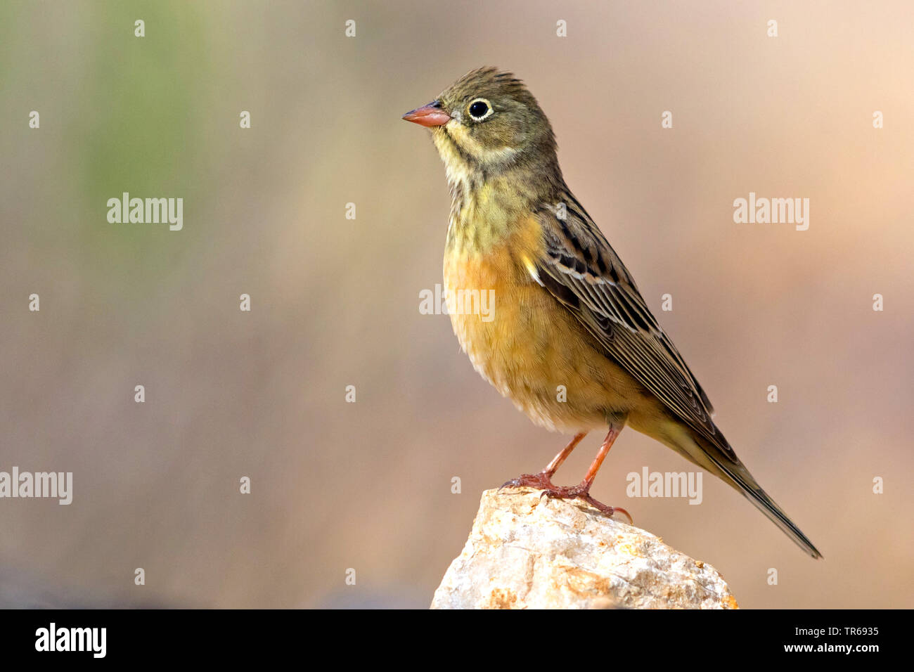 Ortolan bunting (Emberiza hortulana), female sitting on a rock, Israel ...