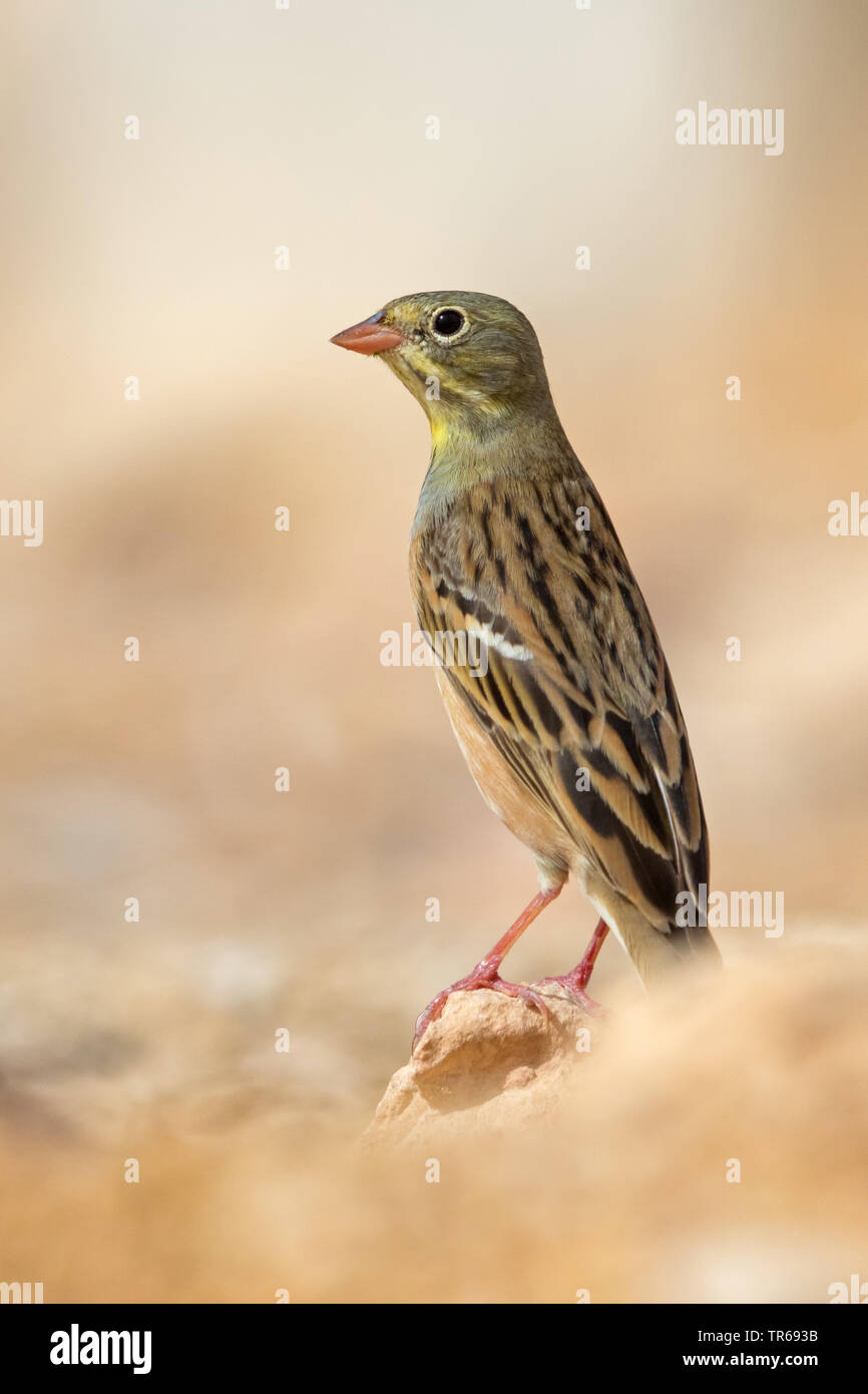 Ortolan bunting (Emberiza hortulana), female sitting on a rock, Israel ...