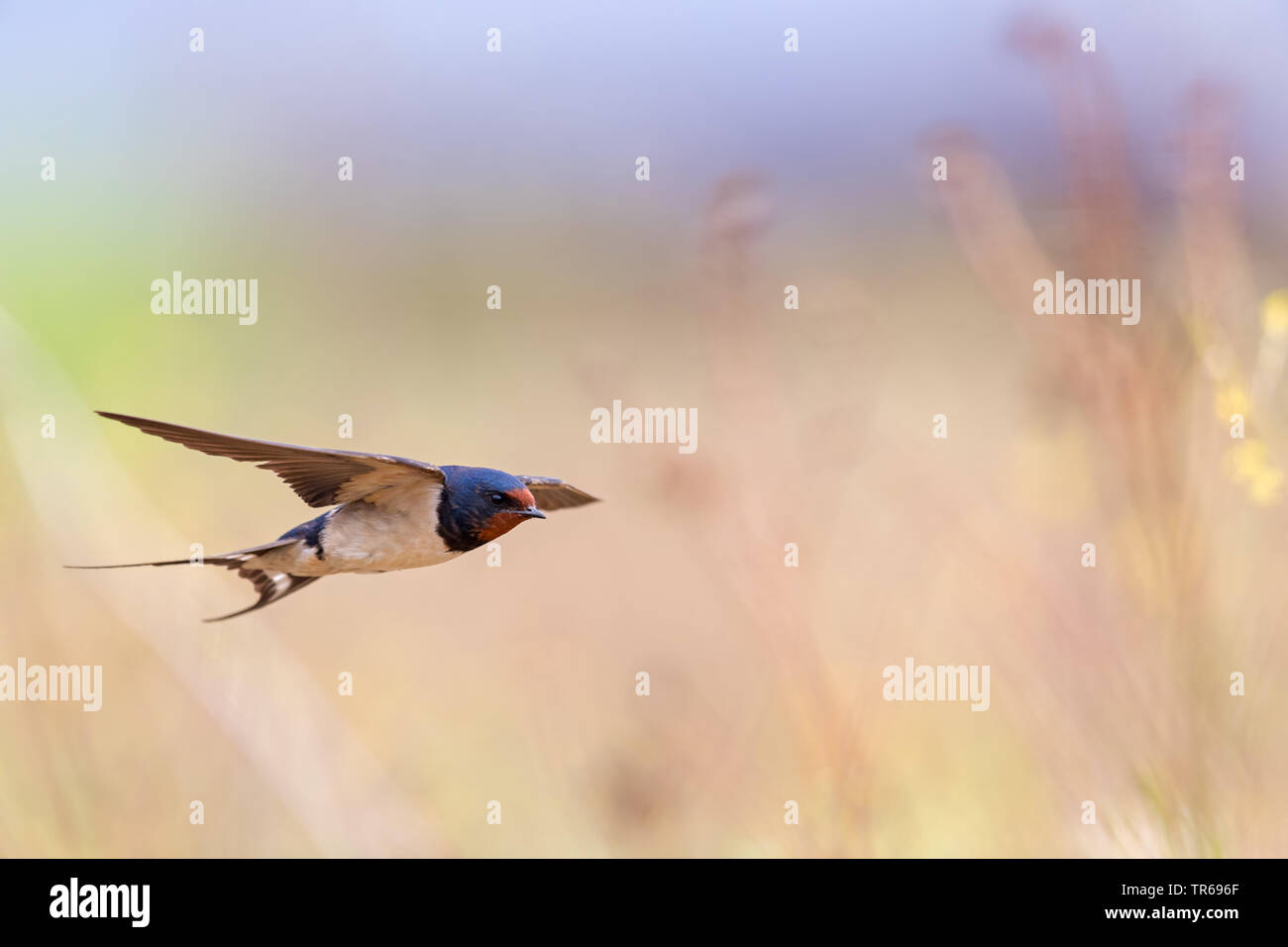 barn swallow (Hirundo rustica), in flight, Israel Stock Photo - Alamy