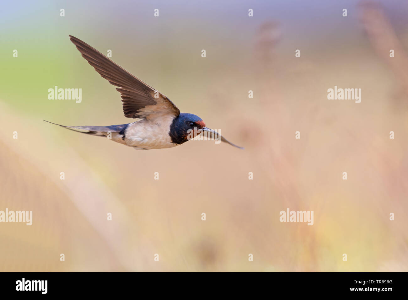 barn swallow (Hirundo rustica), in flight, Israel Stock Photo - Alamy