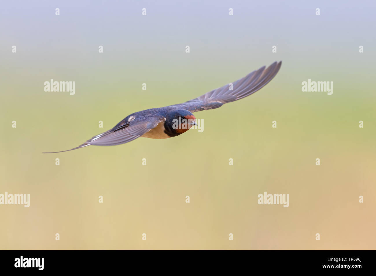 barn swallow (Hirundo rustica), in flight, Israel Stock Photo - Alamy