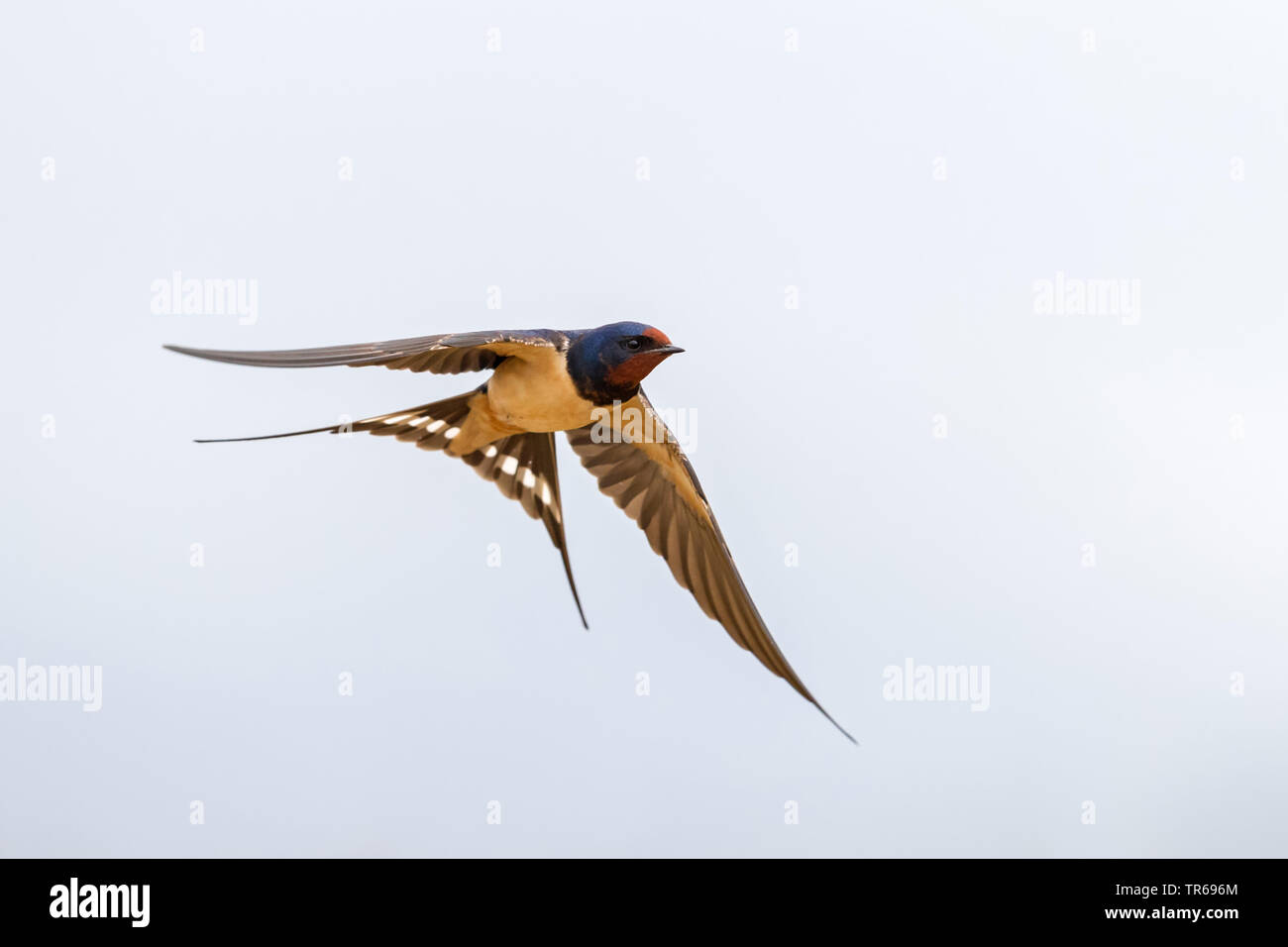 barn swallow (Hirundo rustica), in flight, Israel Stock Photo - Alamy