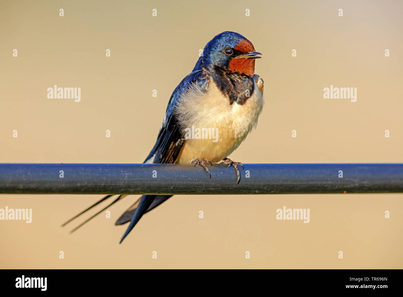 barn swallow (Hirundo rustica), sitting on a bar, Israel Stock Photo ...